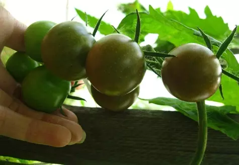 Bëscher vun Tomate Dikovinka