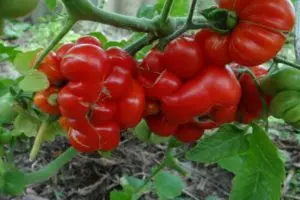 Karakteristisk og beskrivelse av en rekke tomatreis, dets utbytte