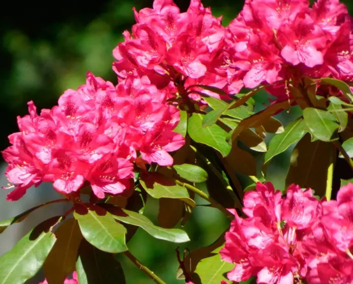 Rhododendrons lending.