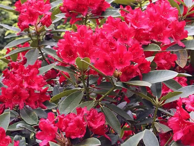 Rhododendrian Muxhs