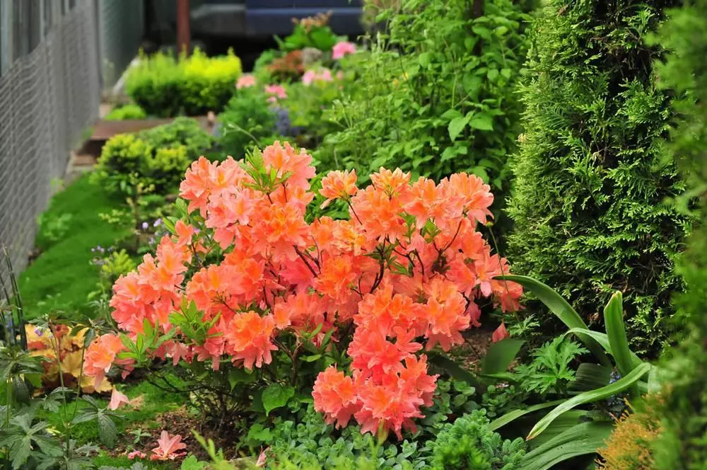 Rhododendrons japonijos