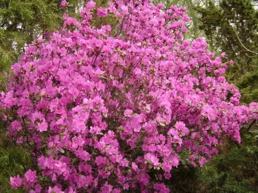Rhododendrai Daurky.