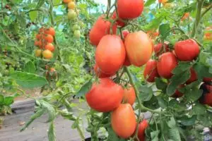 Beskrivelse Tomato Bloody Mary Tomat og hans egenskaper