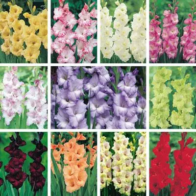Varietats de Gladiolus
