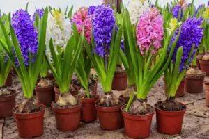 Como plantar, crecer e coidar de Hyacinth na casa nun pote