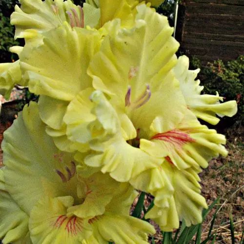 Gladiolus rainkda