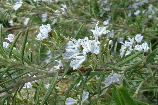 Inflorescences putih