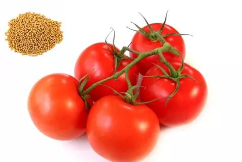 Garstyčių ir pomidorų