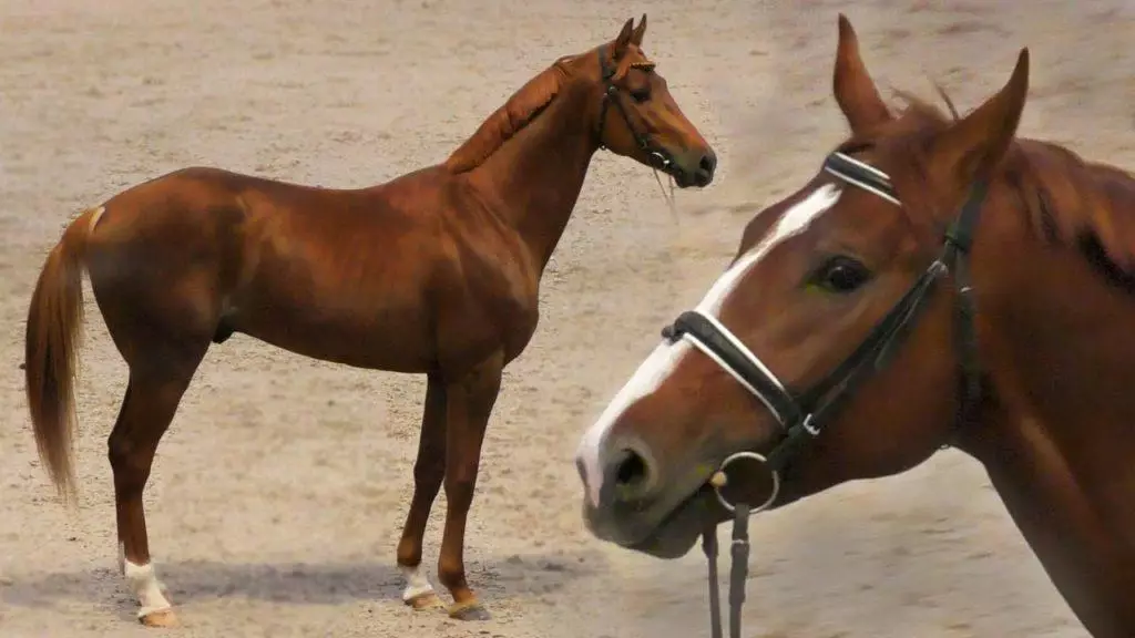 Budennovskaya rasen hästar