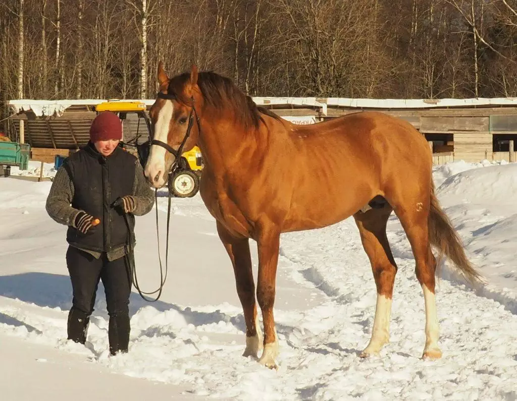 Budennovskaya breed horses