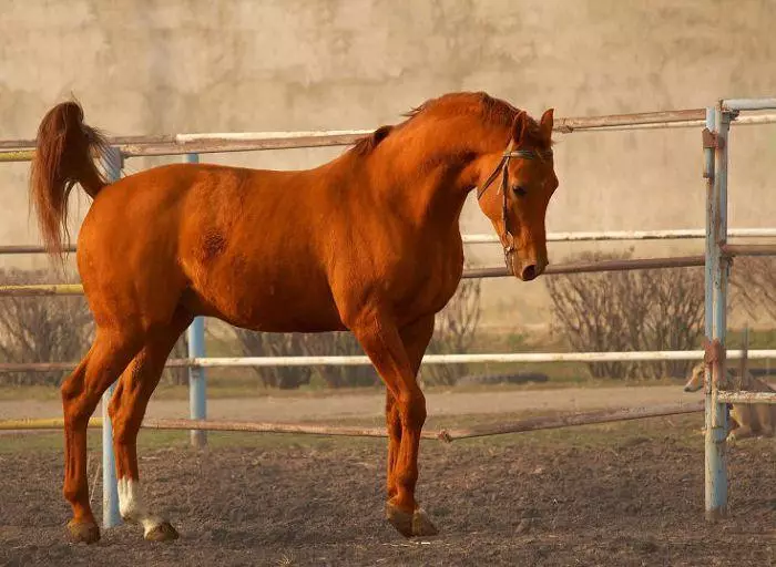 Budennovskaya rasy koni