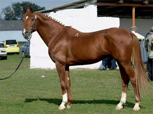Budennovskaya Breed Horse
