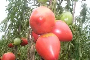 Kirjeldus Tomati tomati kotka süda, kasvava ja hoolduse omadused