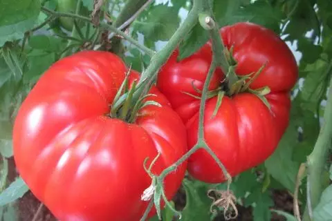 Yn dirprwyo tomato.
