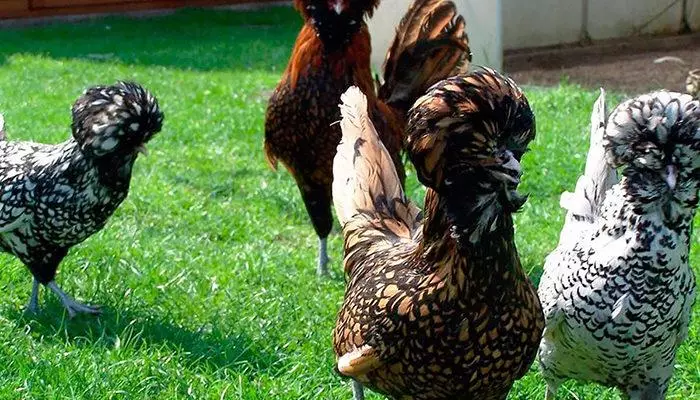 Kyllinger af paduana