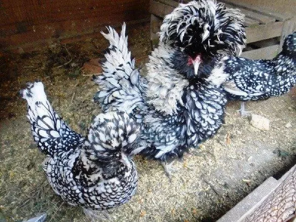 닭의 Paduana.
