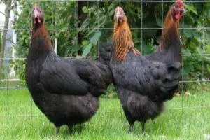 คำอธิบายและลักษณะของไก่พันธุ์สีดำของมอสโกการผลิตไข่