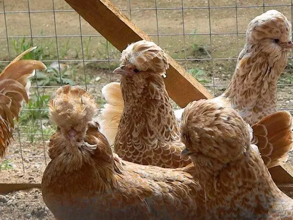 Kyllinger af paduana