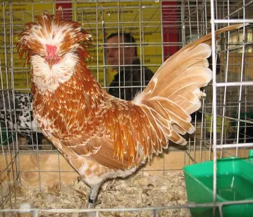 Ayam paduana.