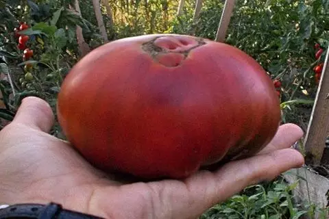 Голем црн домат