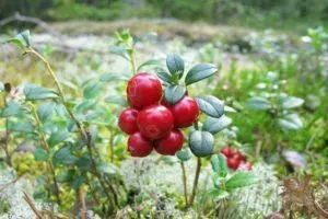 Landing en sorg vir tuin lingonberries, voortplanting en verbouing in die land