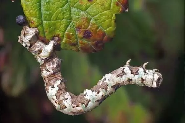 Caterpiles mangeant