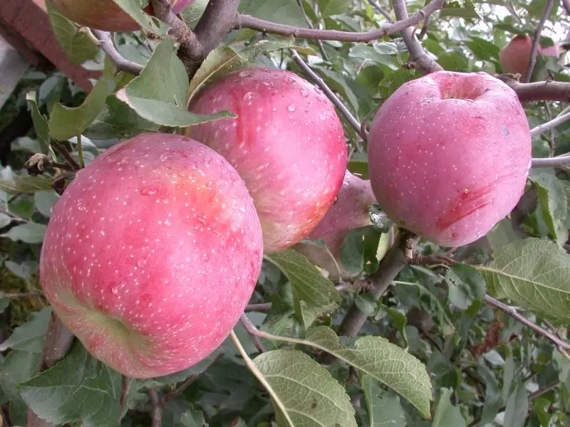 Apple Tree Florina