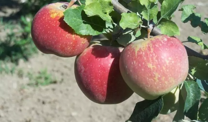 Apple Tree Florina.