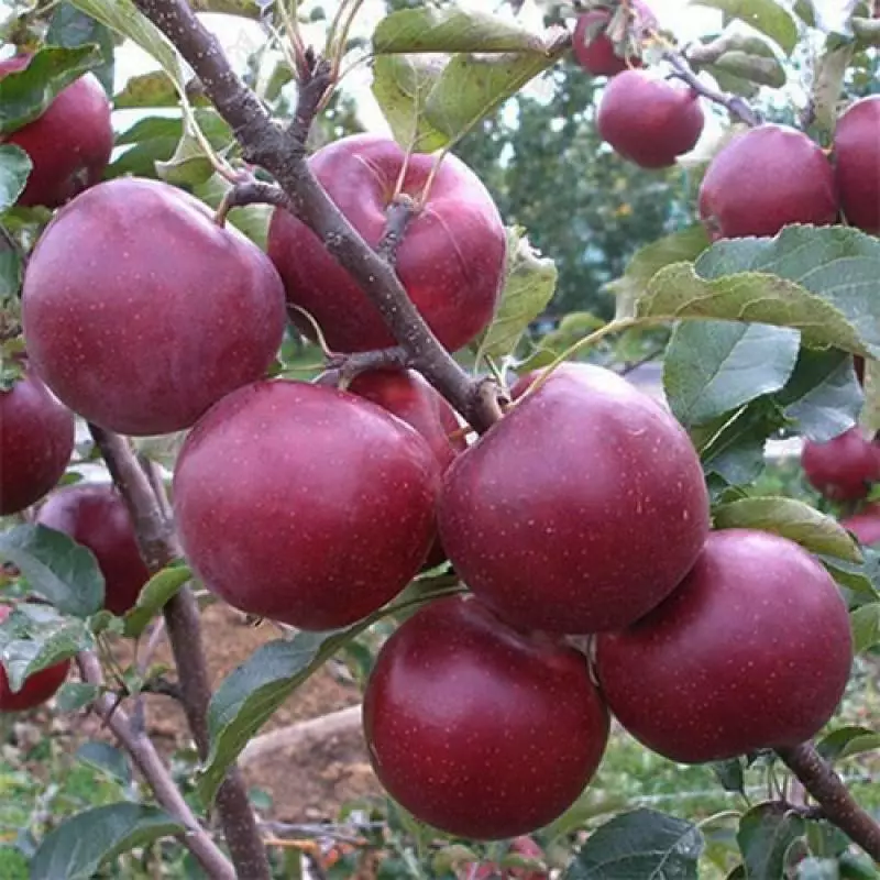 Florina Dara Apple