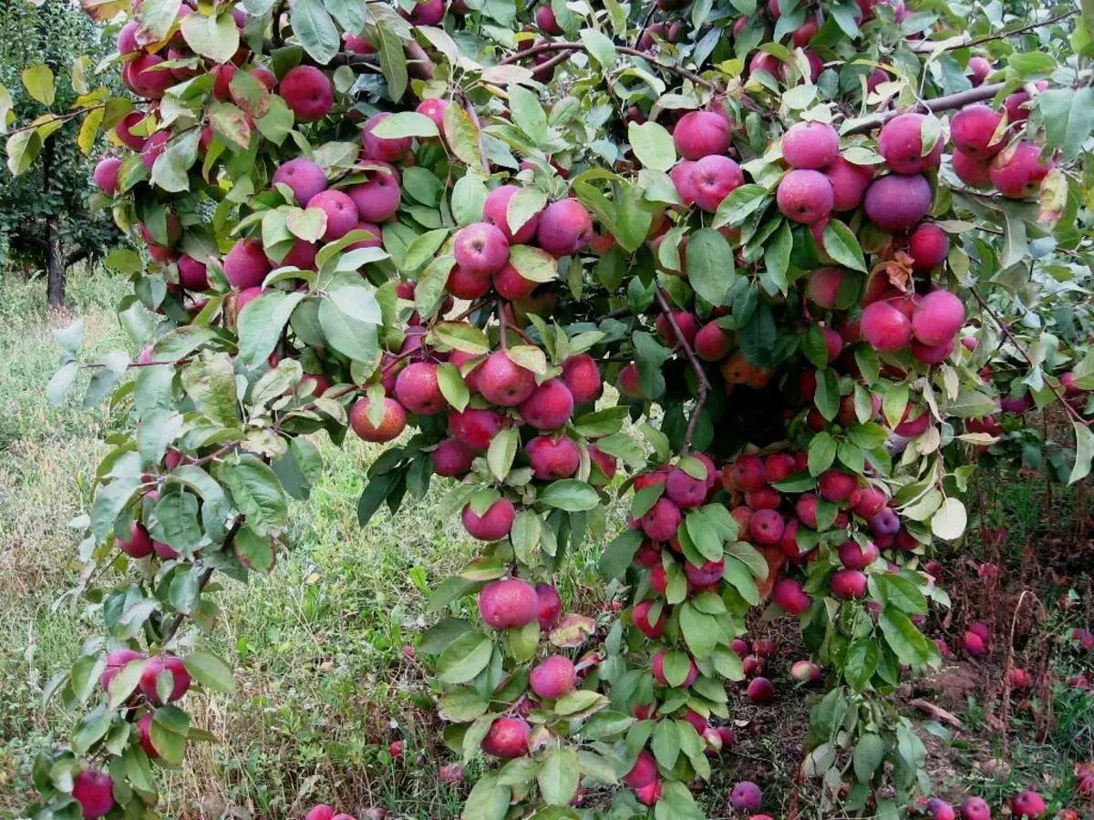 Apple Tree Florina.