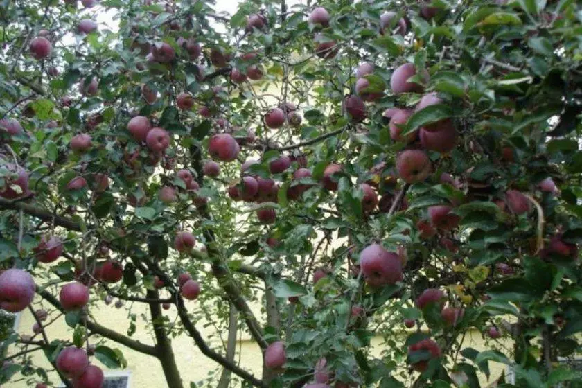 Apple Tree Florina.