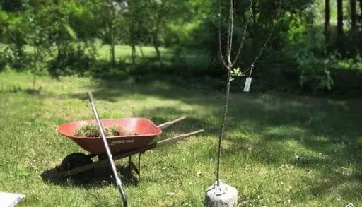 Saplings of Darên Apple