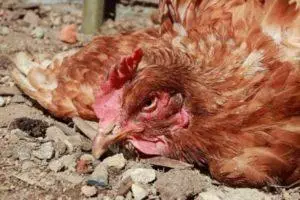 Síntomas e tratamento da pastele nas galiñas