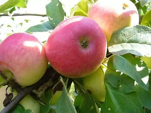 Árvore de maçã ensolarada