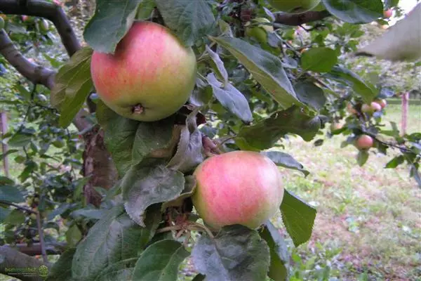 Árvore de maçã ensolarada
