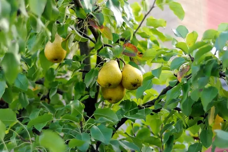 Prun pears