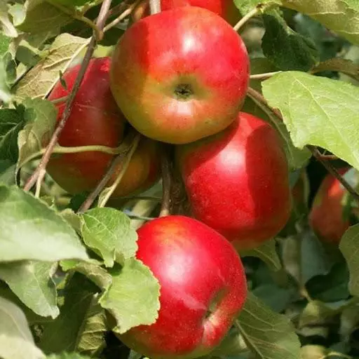 Apple Tree Colon Ostankino