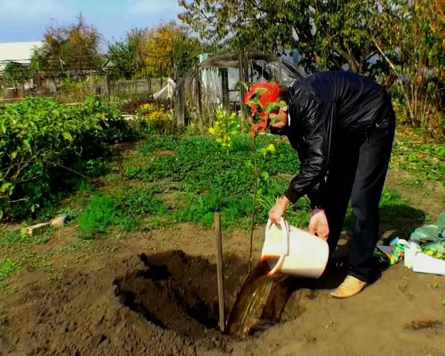 Planter des fleurs