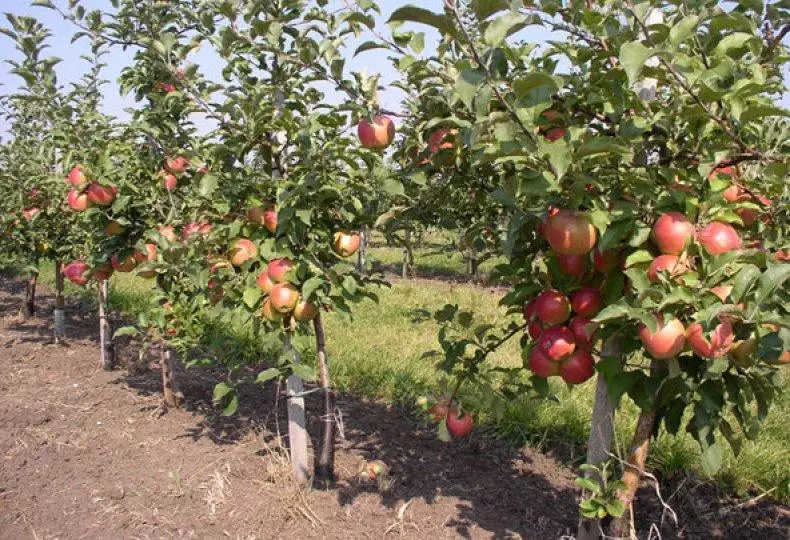 Apple Tree Colon Ostankino