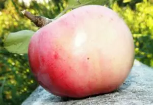 Beschrijving en kenmerken van de zomerse variëteit Apple Tree Orlovsky Pioneer