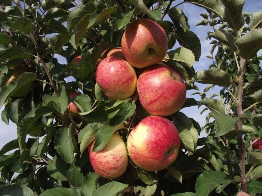 Apple Tree Colon Ostankino