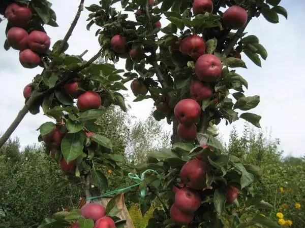 Veel appelbomen