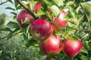 Description et caractéristiques de la création de pomme Copulatie, atterrissage et soin