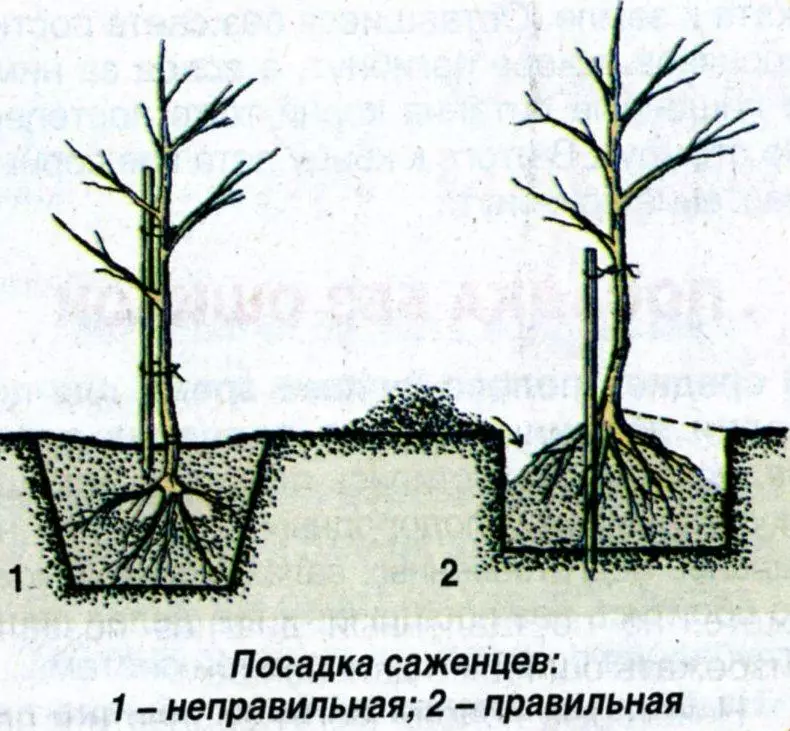 Ծաղիկների տնկում