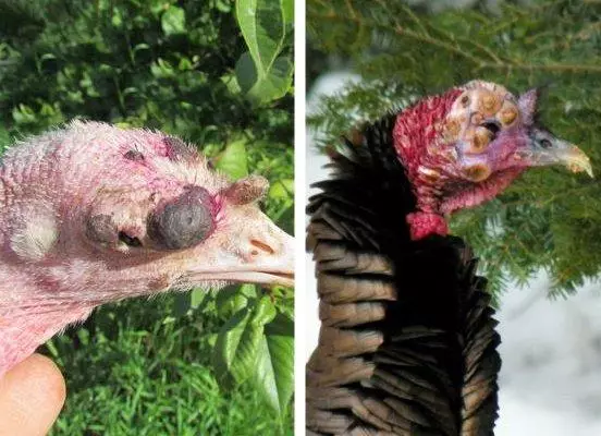 Diseases of turkeys