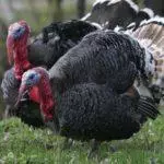 Turkey diseases: symptoms and treatment at home, prevention 1086_13