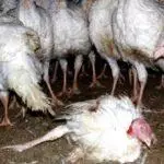 Turkey diseases: symptoms and treatment at home, prevention 1086_14