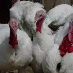 Turkey diseases: symptoms and treatment at home, prevention 1086_15