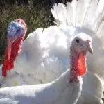 Turkey diseases: symptoms and treatment at home, prevention 1086_16