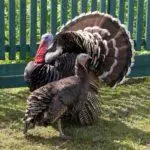 Turkey diseases: symptoms and treatment at home, prevention 1086_17